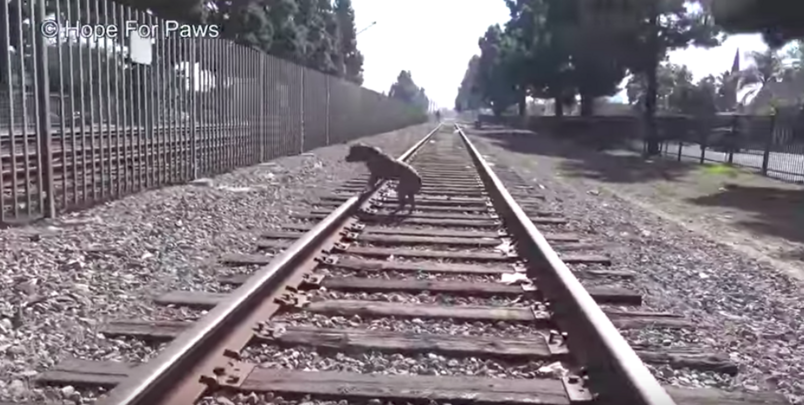Dog Hit By Train Found The Best People To Help Him - The Dodo
