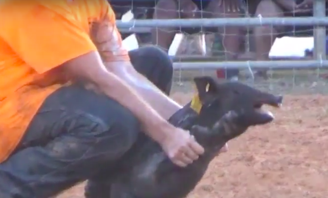 Annual Pig Chase Festival In Georgia Is Terrifying For The Animals ...
