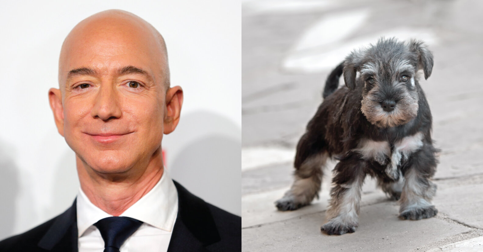 Jeff Bezos Helps Customer Find Dog Stolen by Amazon Delivery Driver ...