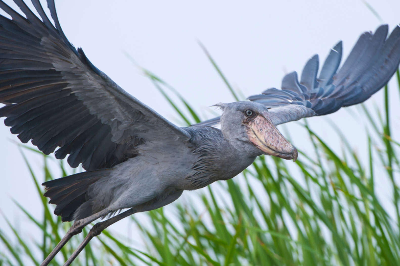 People Can’t Believe These Prehistoric Birds Are Real - The Dodo