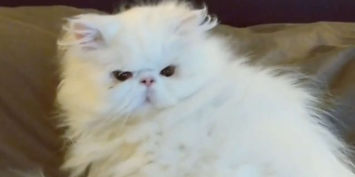 Cat Is Just One Huge Fluffy Poof - Videos - The Dodo