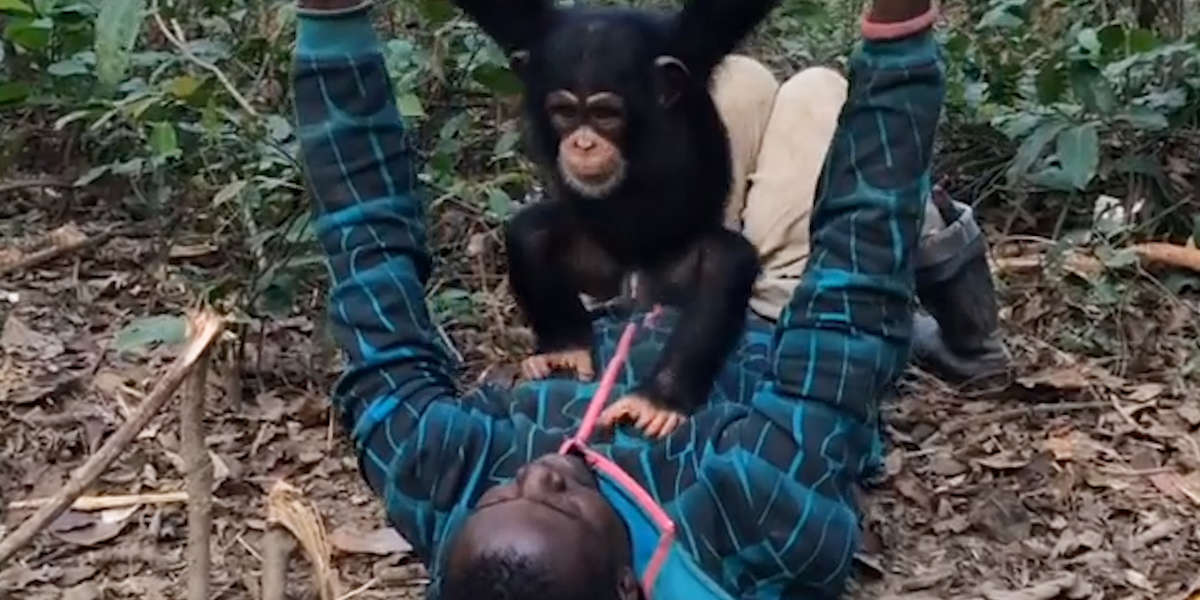 Guy Plays With Rescued Baby Chimp - Videos - The Dodo
