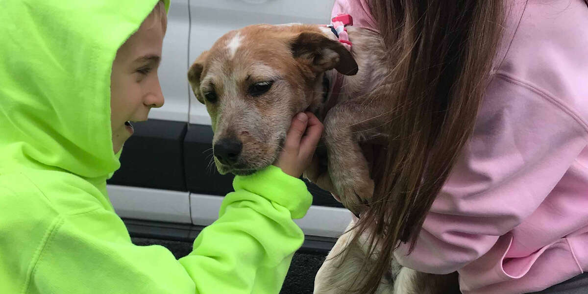 This Little Boy Has Saved HUNDREDS Of Shelter Dogs - Videos - The Dodo