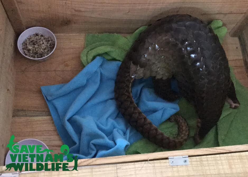 People Rescue Over A Dozen Critically Endangered Pangolins In Vietnam ...