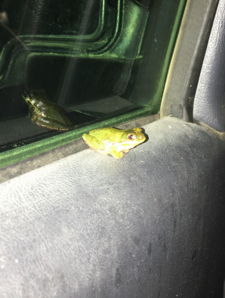 Driver Helps Tree Frog Clinging To His Car Get Back Home - The Dodo