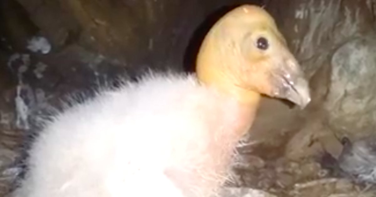 Rare California Condor Chick Born Was Just Born At Nature Preserve ...