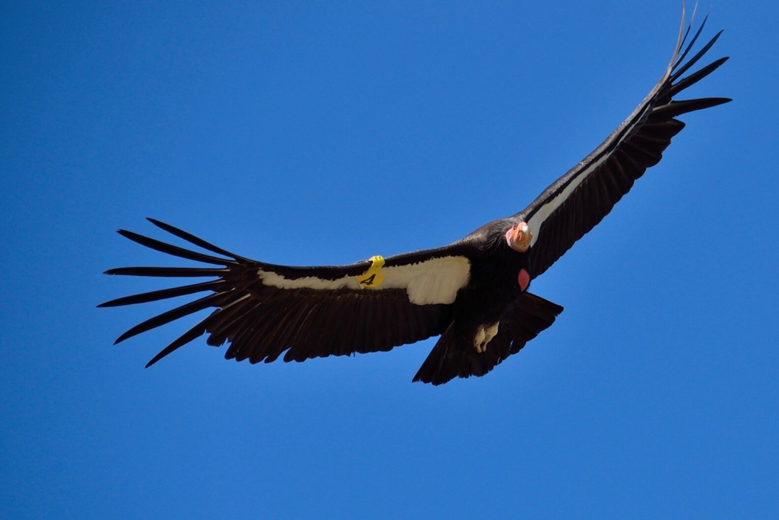 Rare California Condor Chick Born Was Just Born At Nature Preserve ...