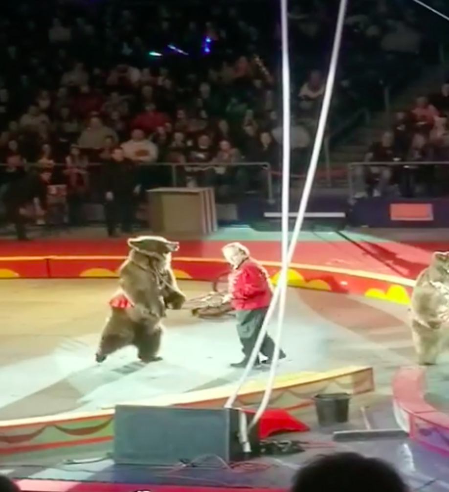 Brown Bears Forced To Dance For Ohio Circus Audience - The Dodo