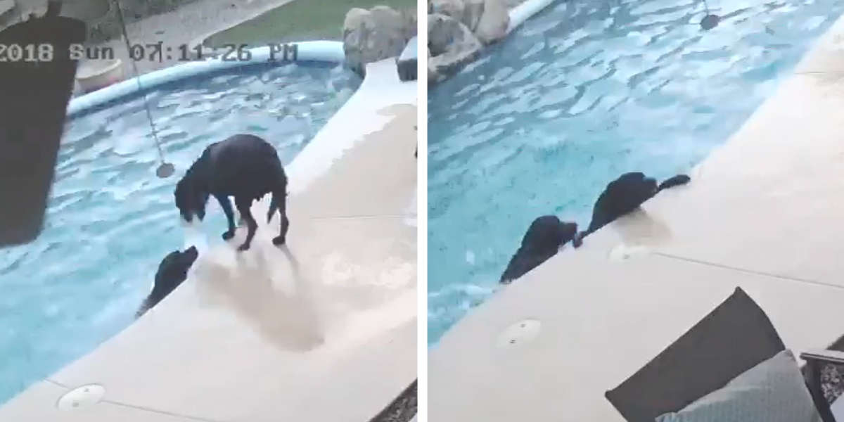 Brave Dog Jumps In Swimming Pool To Save Friend From Drowning - The Dodo