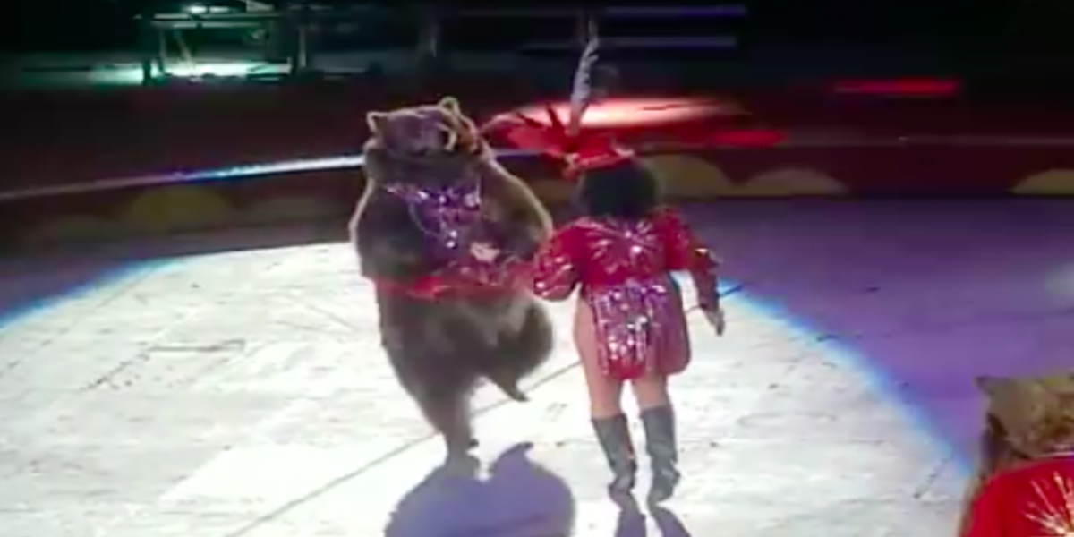 Brown Bears Forced To Dance For Ohio Circus Audience - The Dodo