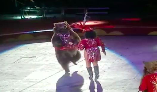 Dancing Circus Bears