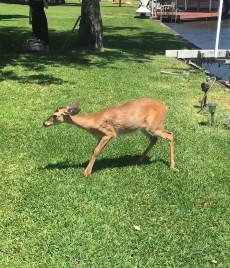 Texas Man Jumps Into Lake To Save Drowning Deer - The Dodo