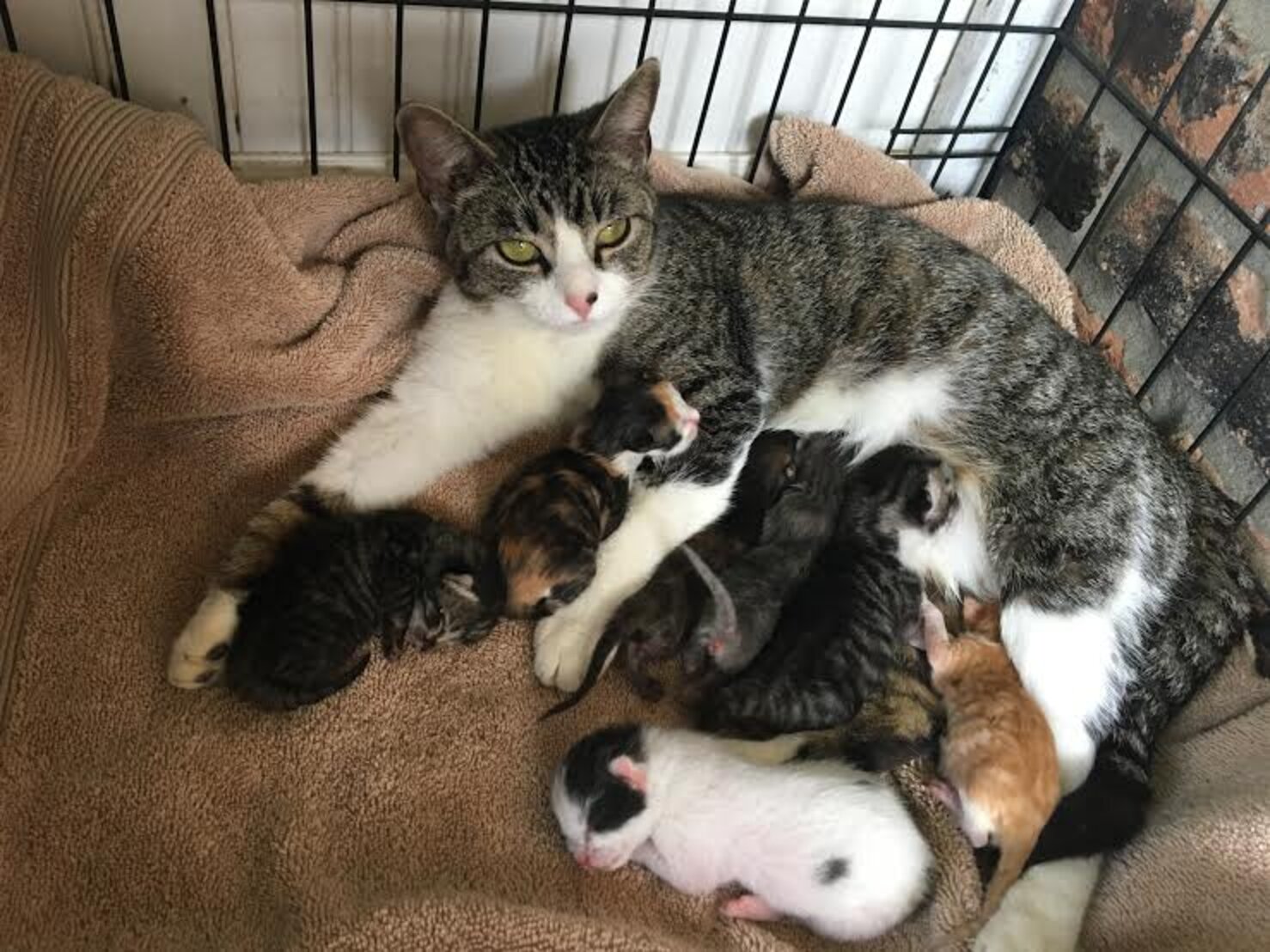 Mother Cat Adopts 6 Orphaned Kittens As Her Ow - The Dodo