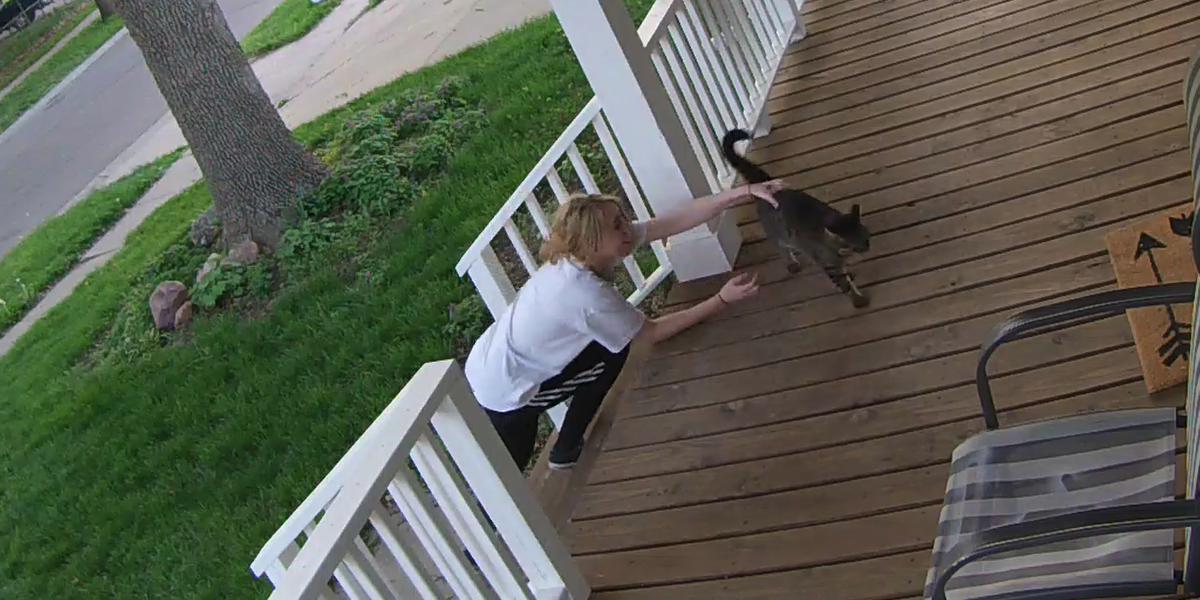 Video Shows Cat Narrowly Escaping Being Kidnapped Off Owner's Porch ...