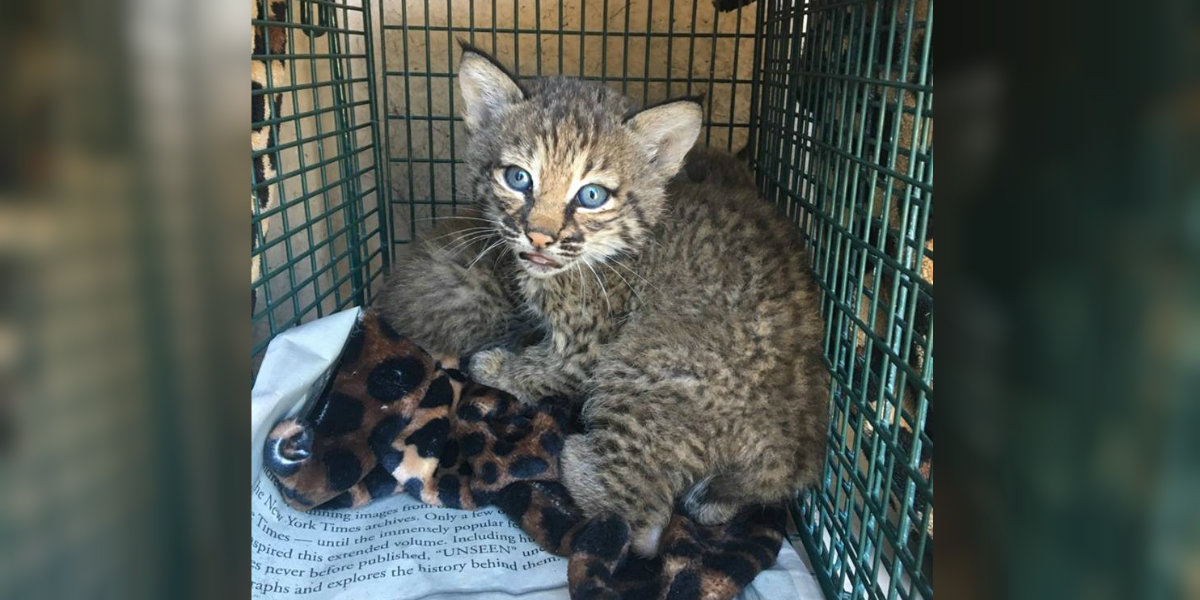 Texas Family Takes Bobcat Kittens From Wild To Be Their Pets - The Dodo