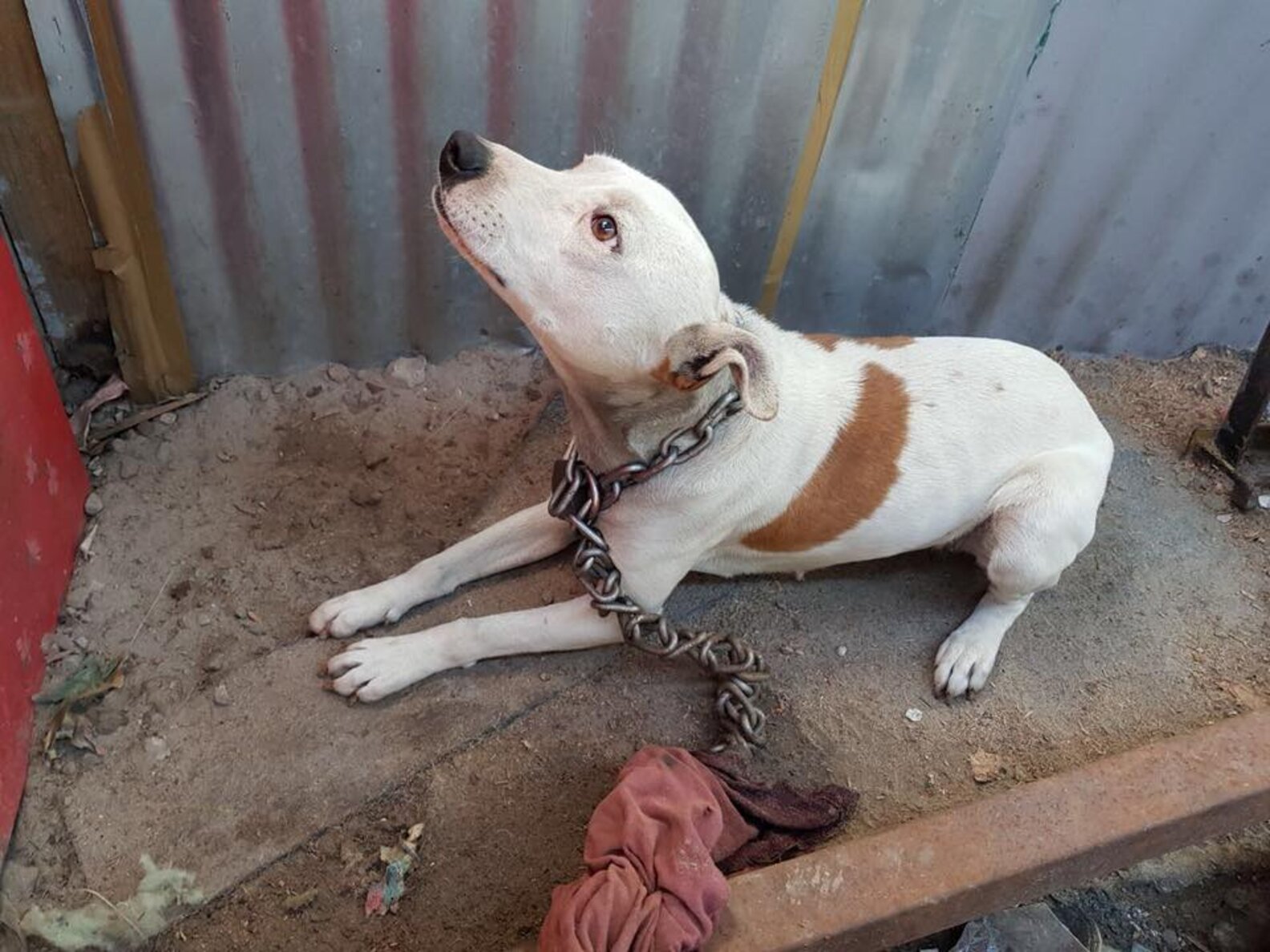 Dog Freed From Heavy Chain After Two Months In The Hot Sun - The Dodo