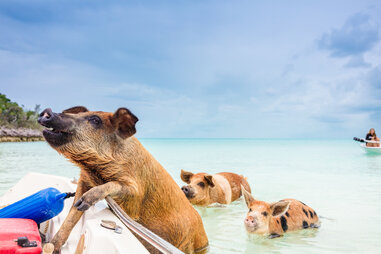 Best Places to Visit Wildlife: Where to See Wild Animals Ethically ...