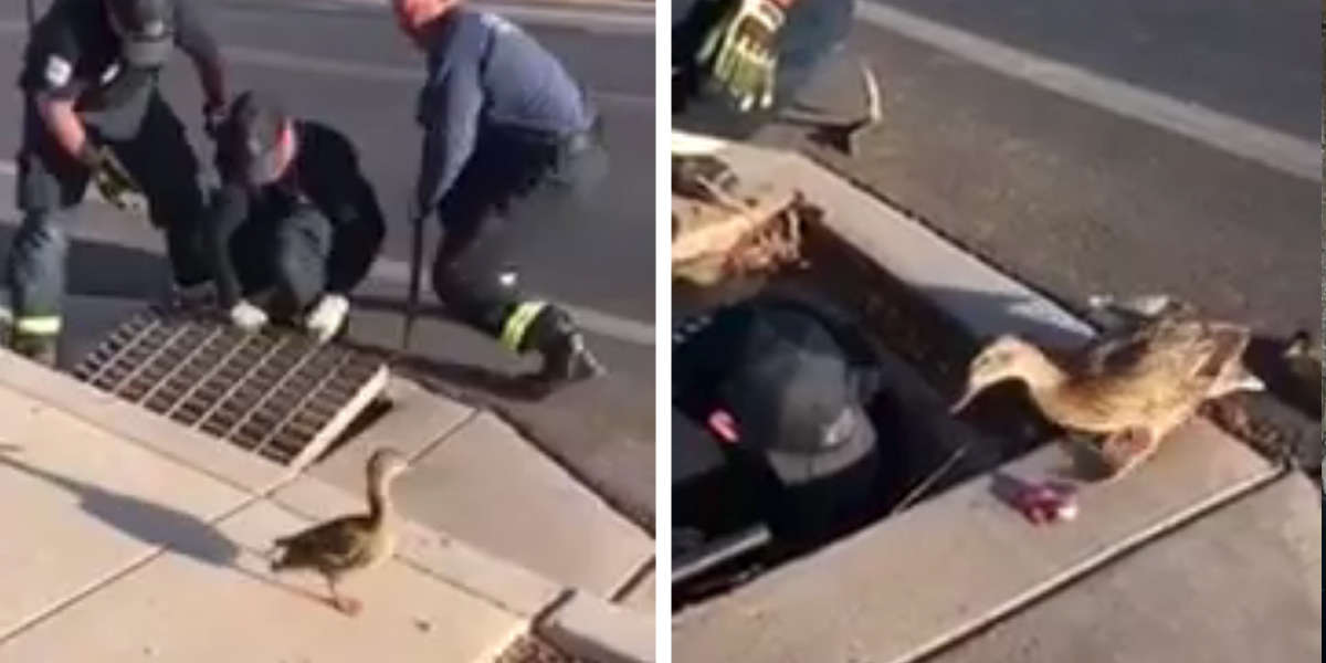Worried Mother Duck Looks On As Firefighters Save Her Trapped Babies ...