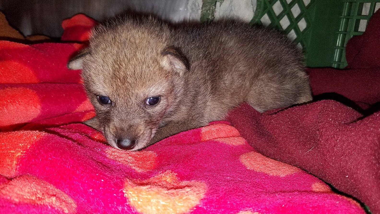 'Puppy' Brought To Police Station Turns Out To Be A Baby Coyote - The Dodo