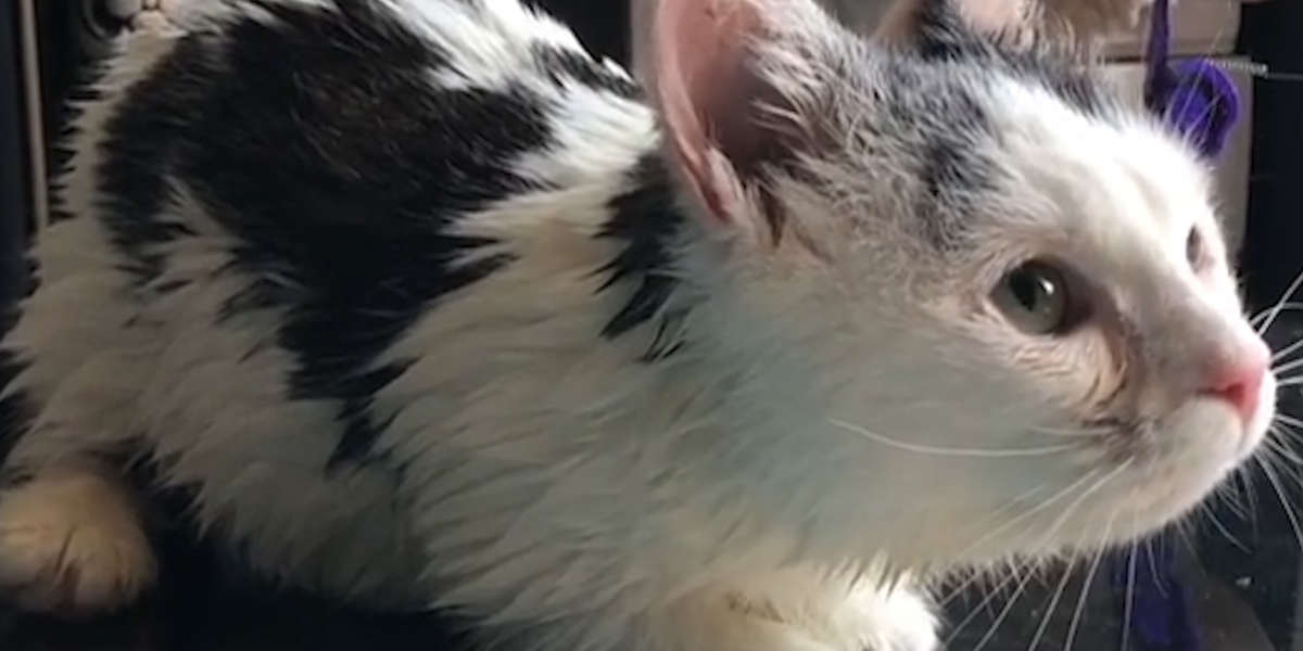 This Cat's The Size And Shape Of A Potato - Videos - The Dodo