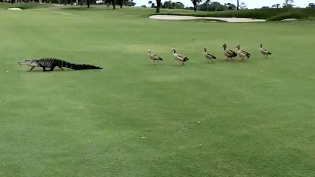 Geese Chase Alligator Off Golf Course (Video) - Thrillist
