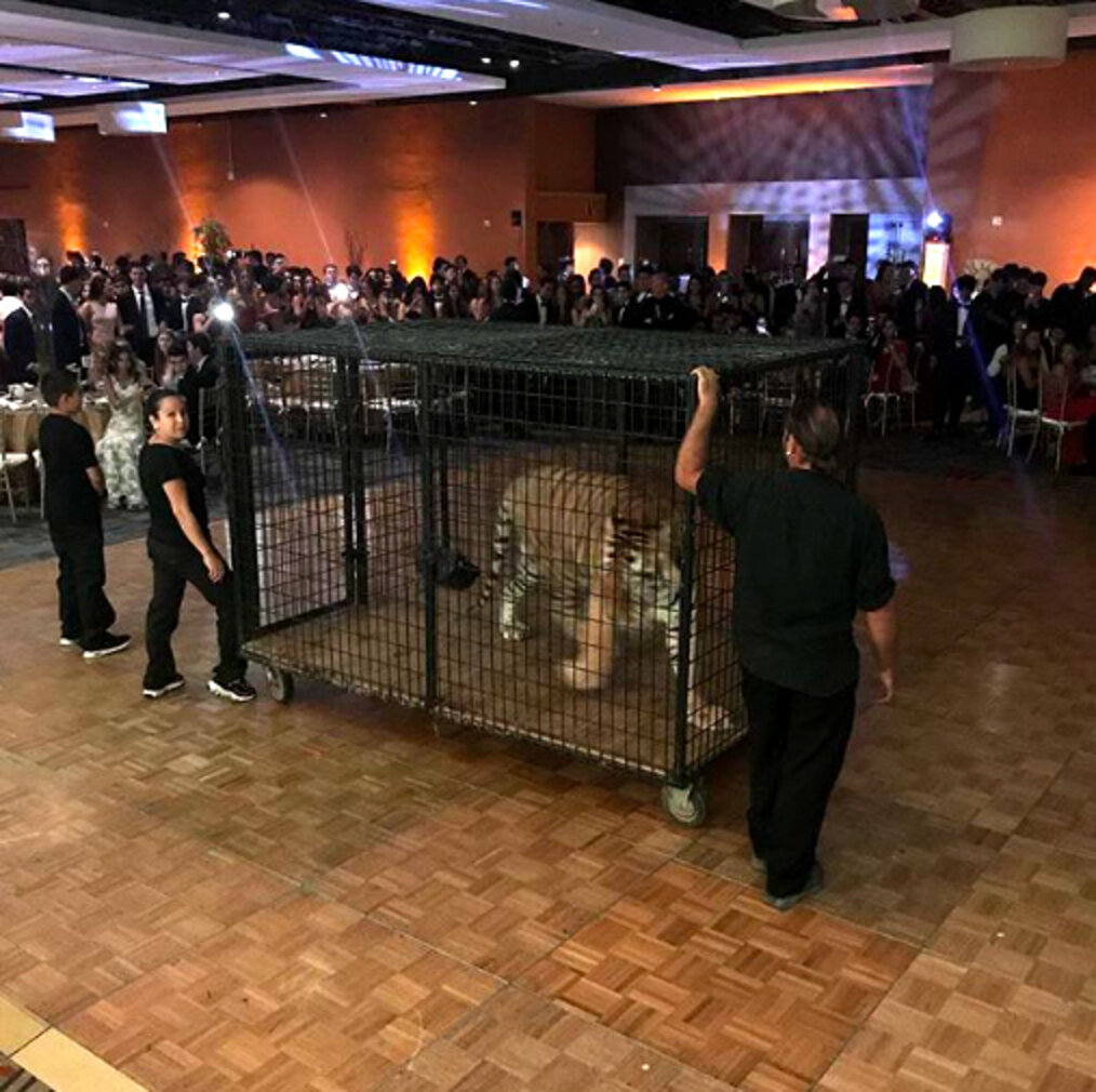 Live Tiger At Miami High School Prom Sparks Outrage - The Dodo