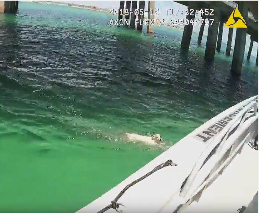 Dog Mistaken For Sea Turtle Rescued From Drowning Off Florida Coast ...
