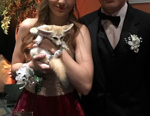 Live Tiger At Miami High School Prom Sparks Outrage - The Dodo
