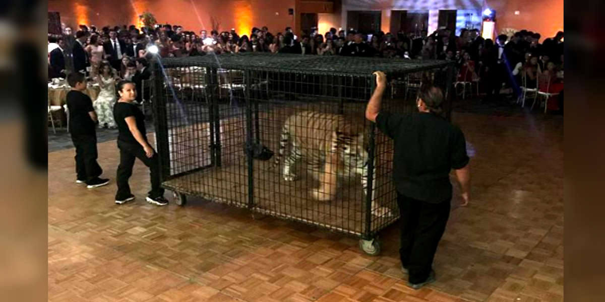 Live Tiger At Miami High School Prom Sparks Outrage - The Dodo
