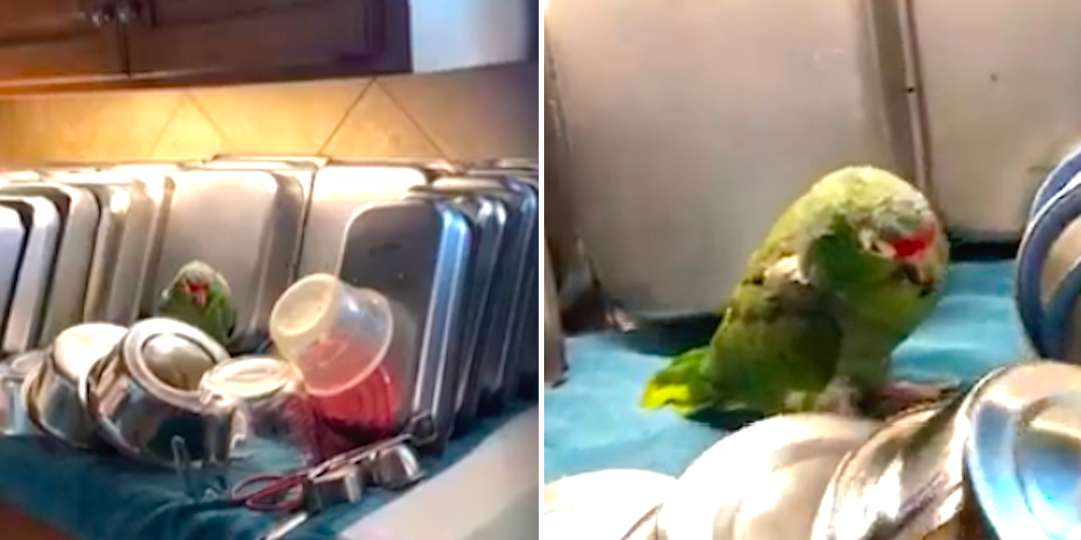 Sleepy Senior Parrot Follows Rescuer All Over Her House - The Dodo