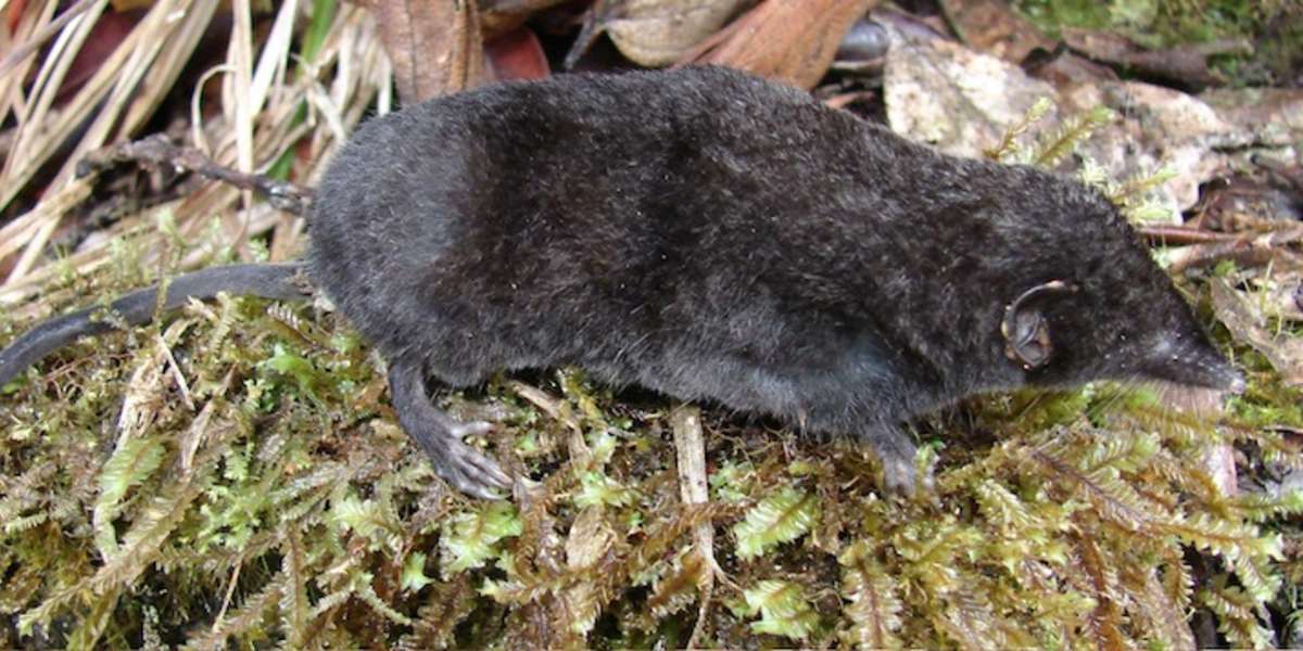 New Shrew Species Discovered On 'Sky Island' In The Philippines - The Dodo