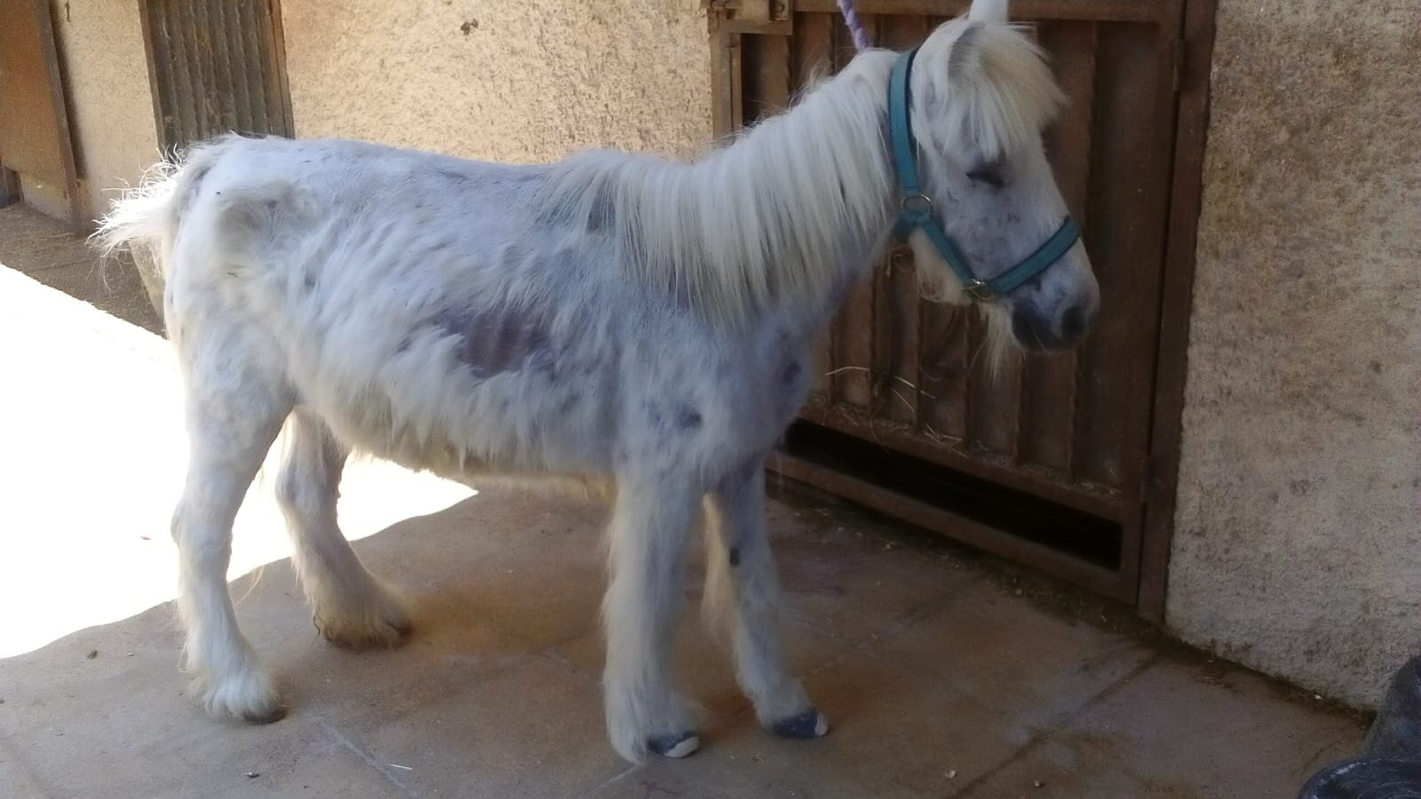 Abandoned Pony With Overgrown Hooves Could Barely Stand Up - The Dodo