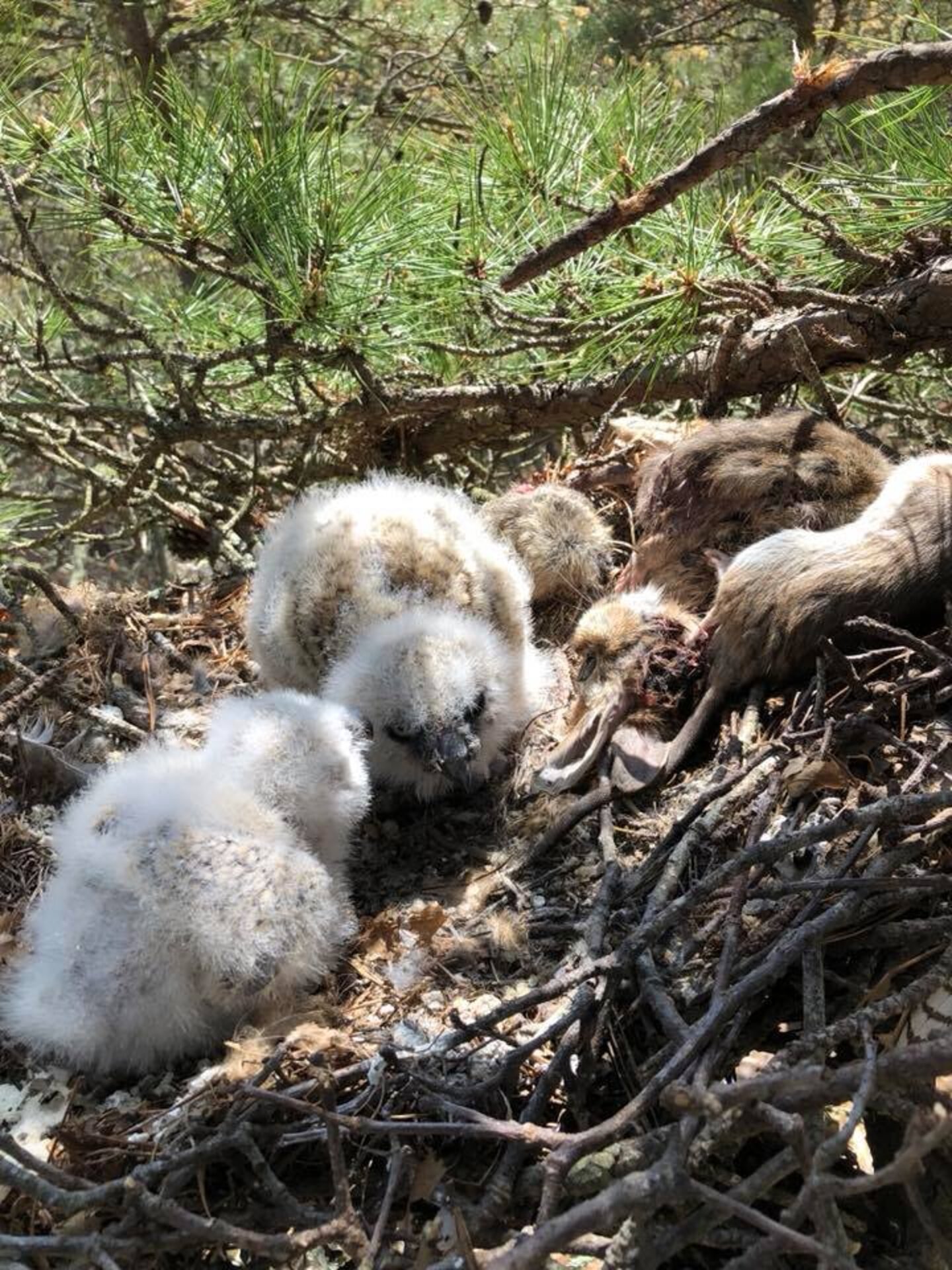 Rescuers Help Return Lost Baby Owl To His Nest - The Dodo