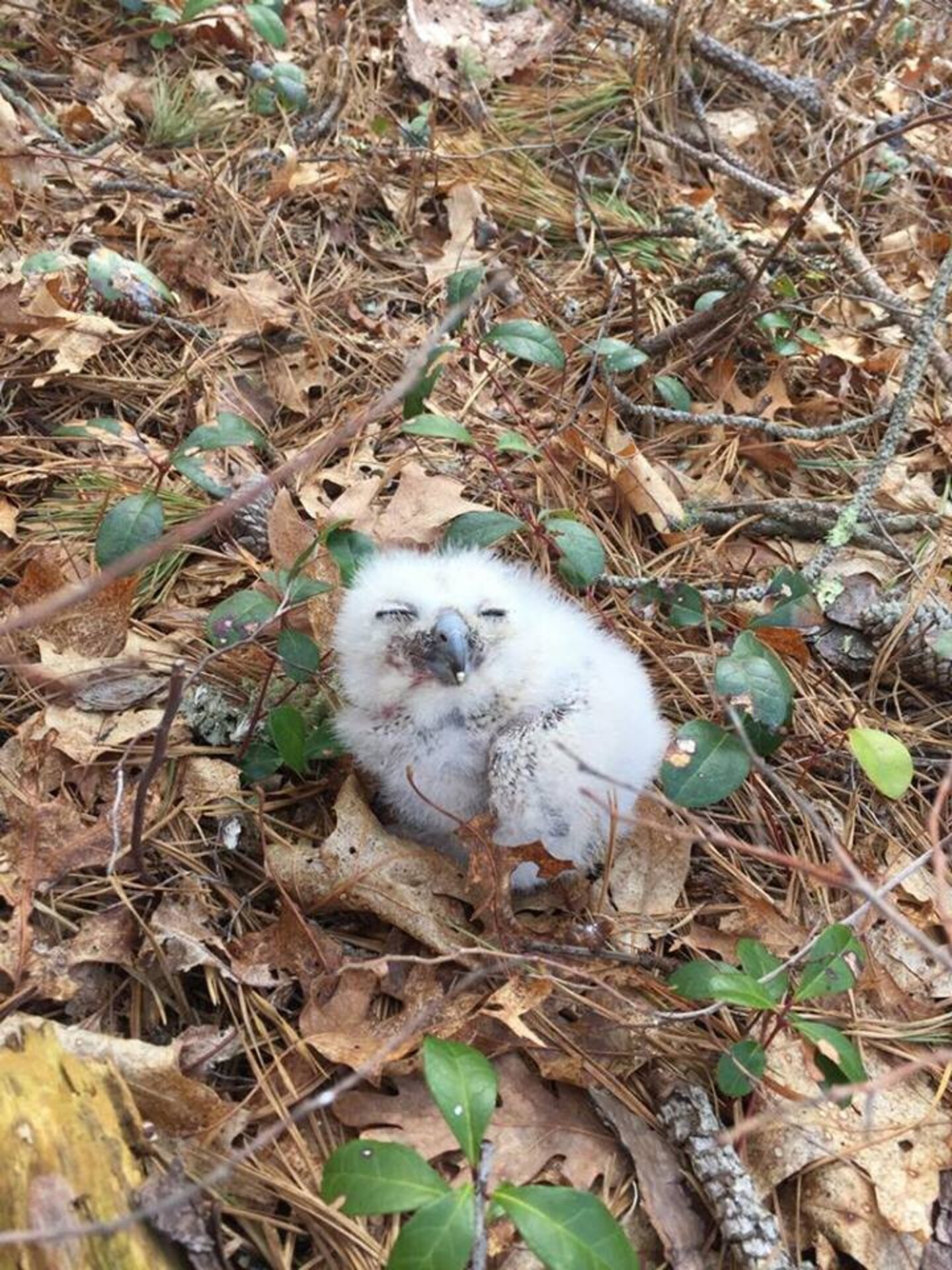 Rescuers Help Return Lost Baby Owl To His Nest - The Dodo