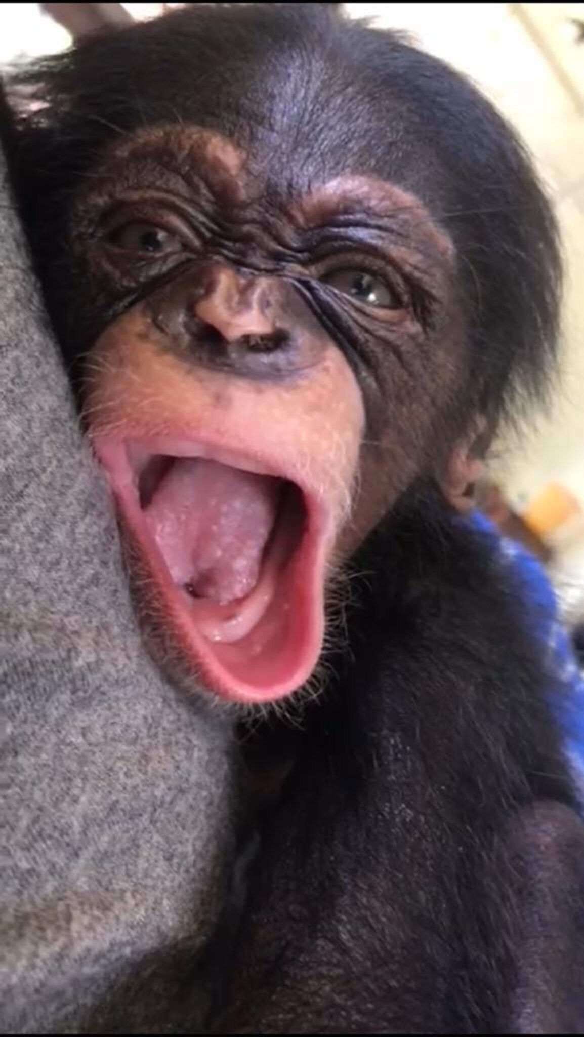 Orphaned Baby Chimp Can't Stop Smiling At Her Rescuers - The Dodo