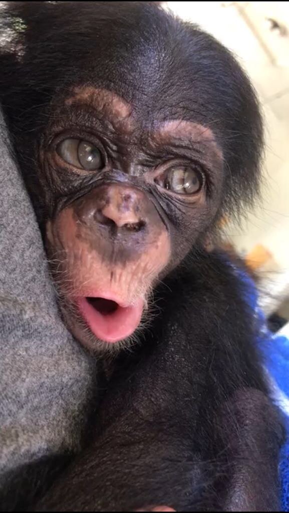 Orphaned Baby Chimp Can't Stop Smiling At Her Rescuers - The Dodo