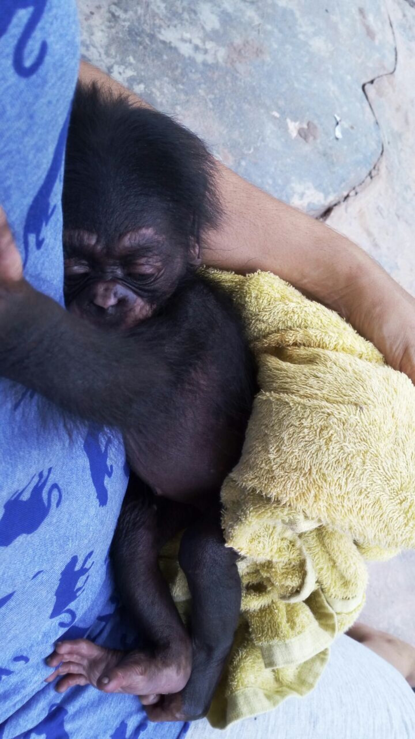 Orphaned Baby Chimp Can't Stop Smiling At Her Rescuers - The Dodo