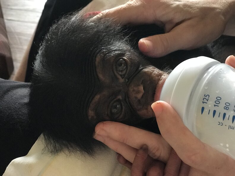 Orphaned Baby Chimp Can't Stop Smiling At Her Rescuers - The Dodo