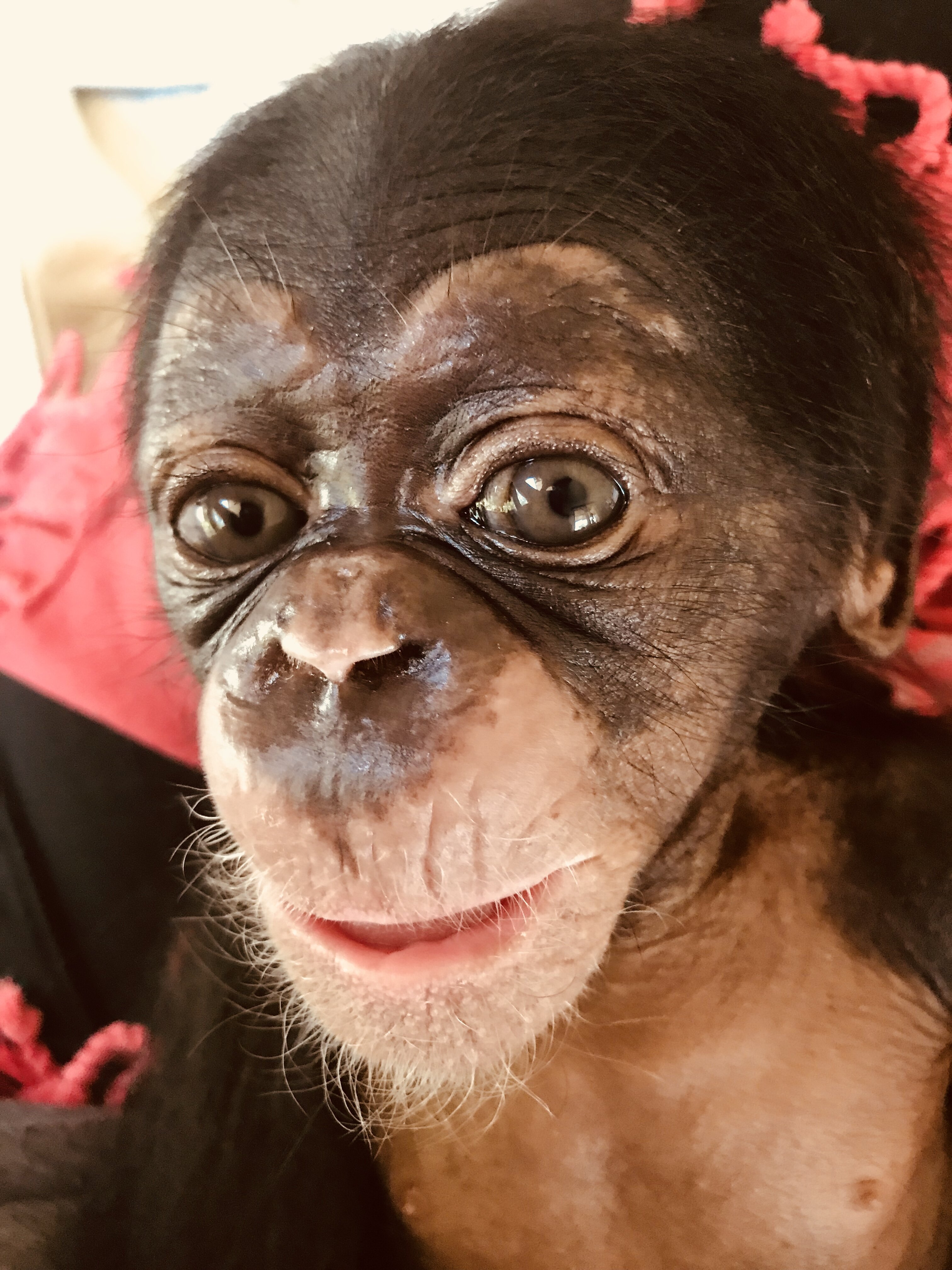 Orphaned Baby Chimp Can't Stop Smiling At Her Rescuers - The Dodo