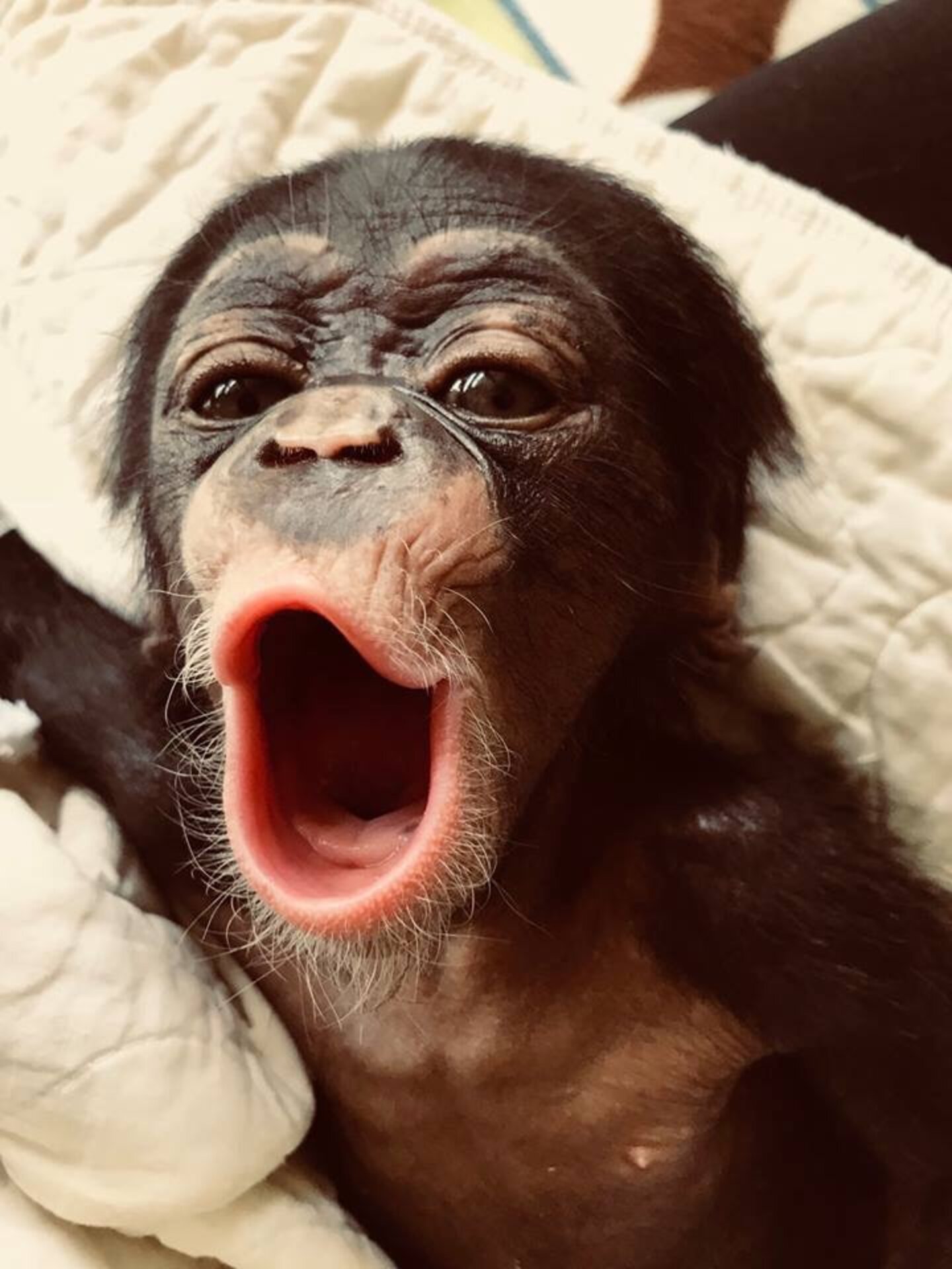 Orphaned Baby Chimp Can't Stop Smiling At Her Rescuers - The Dodo