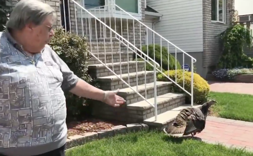 Turkey Invades Staten Island Man's Front Lawn, Lays 18 Eggs - Thrillist