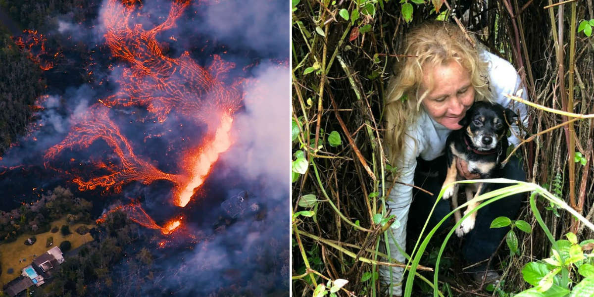 Two Lost Dogs Trapped By Volcanic Lava Flow Rescued In Hawaii - The Dodo