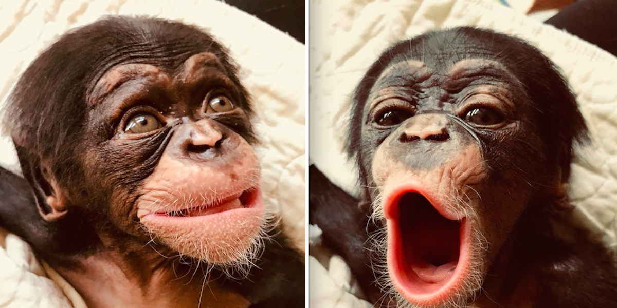 Orphaned Baby Chimp Can't Stop Smiling At Her Rescuers - The Dodo