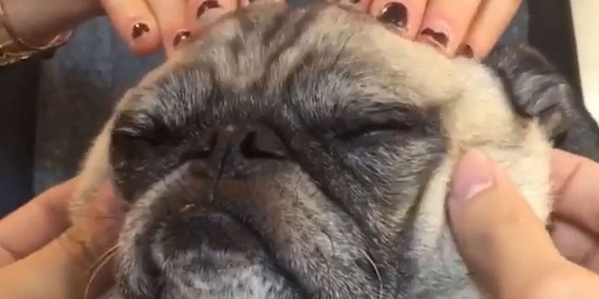 Lazy Pug Is Spoiled Rotten - Videos - The Dodo