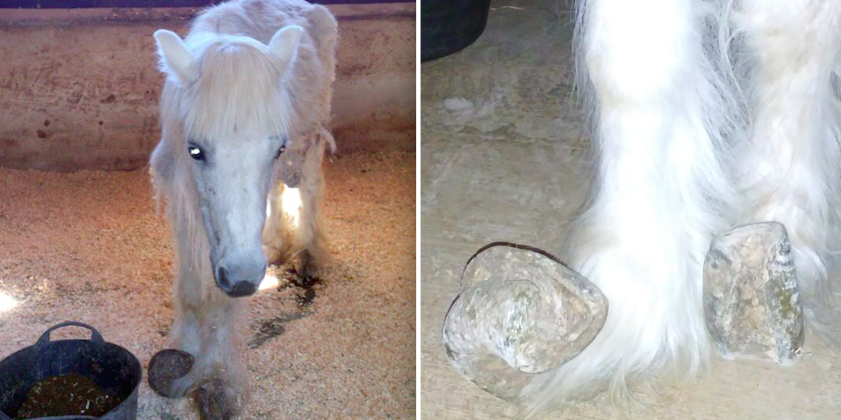 Abandoned Pony With Overgrown Hooves Could Barely Stand Up - The Dodo