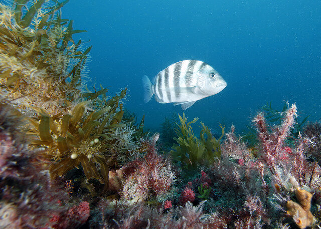 This Sheepshead Fish And His 'Human' Teeth Are Freaking People Out ...