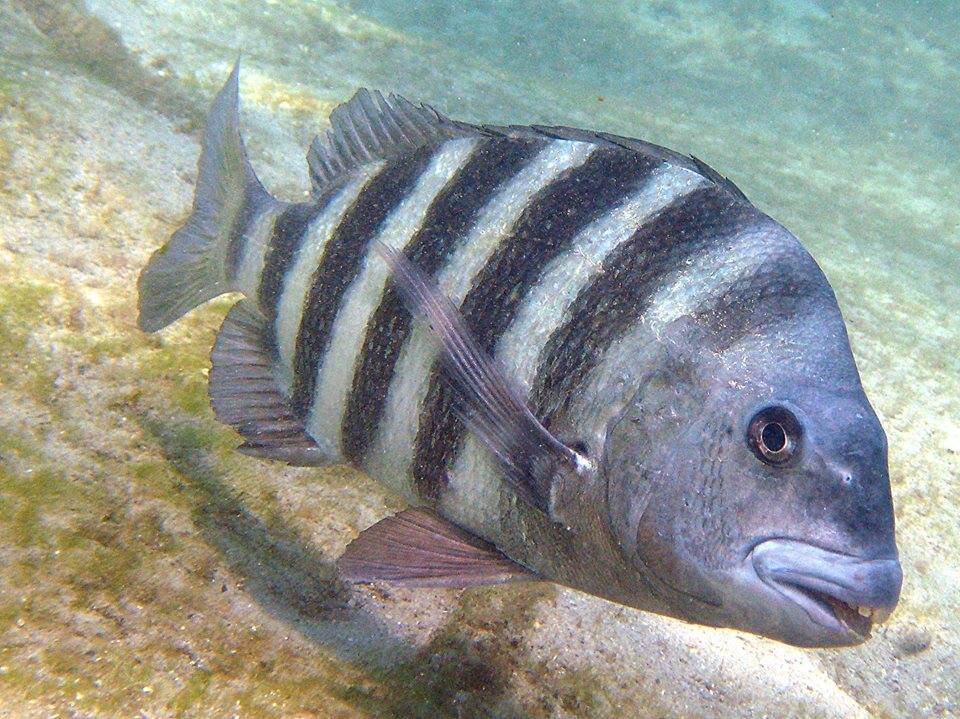 This Sheepshead Fish And His 'Human' Teeth Are Freaking People Out ...