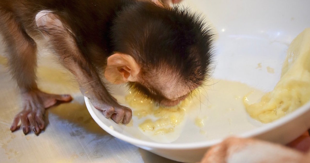'Pet' Macaque Monkey Eats First Real Meal In Months After Rescue - The Dodo
