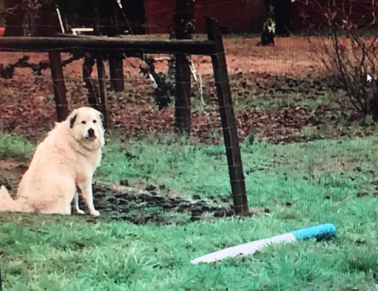 Man Finds Lost Dog Feet Away From Missing Dog Sign - Thrillist