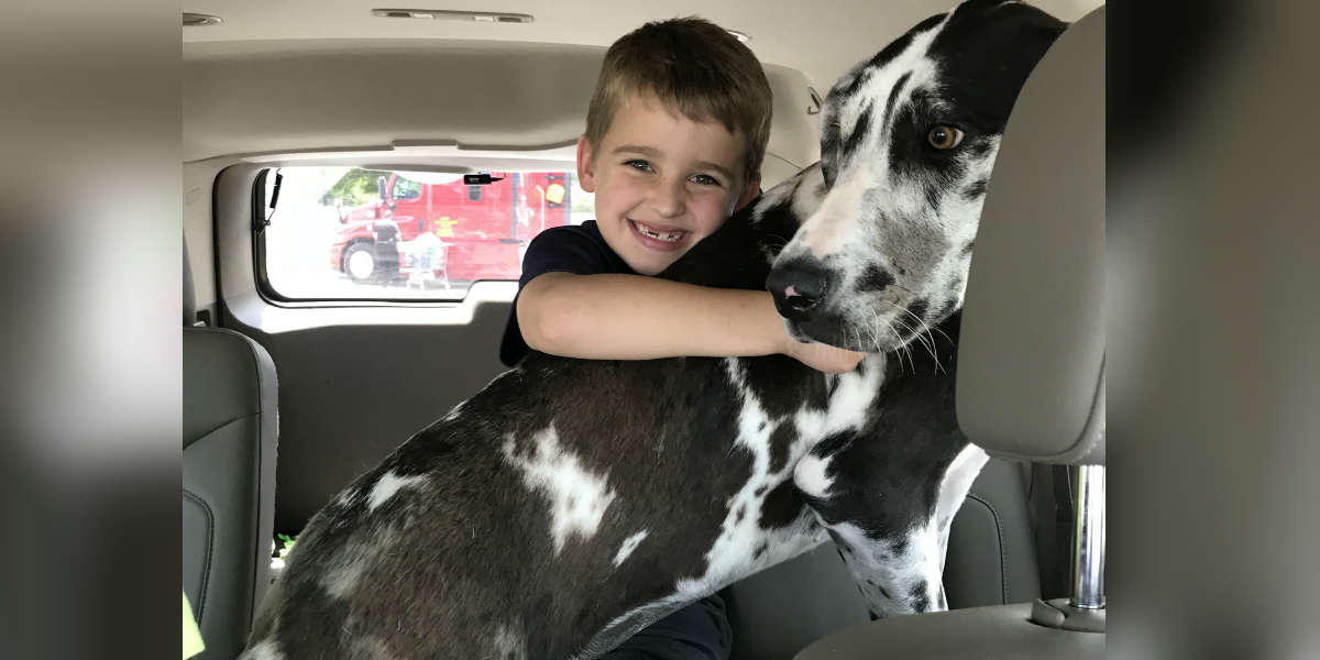 Family Goes To Adopt A Small Dog, Leaves Shelter With Great Dane - The Dodo